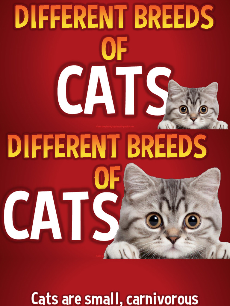 GROUP 8 Feline Breeds | PDF | Cats | Domesticated Animals