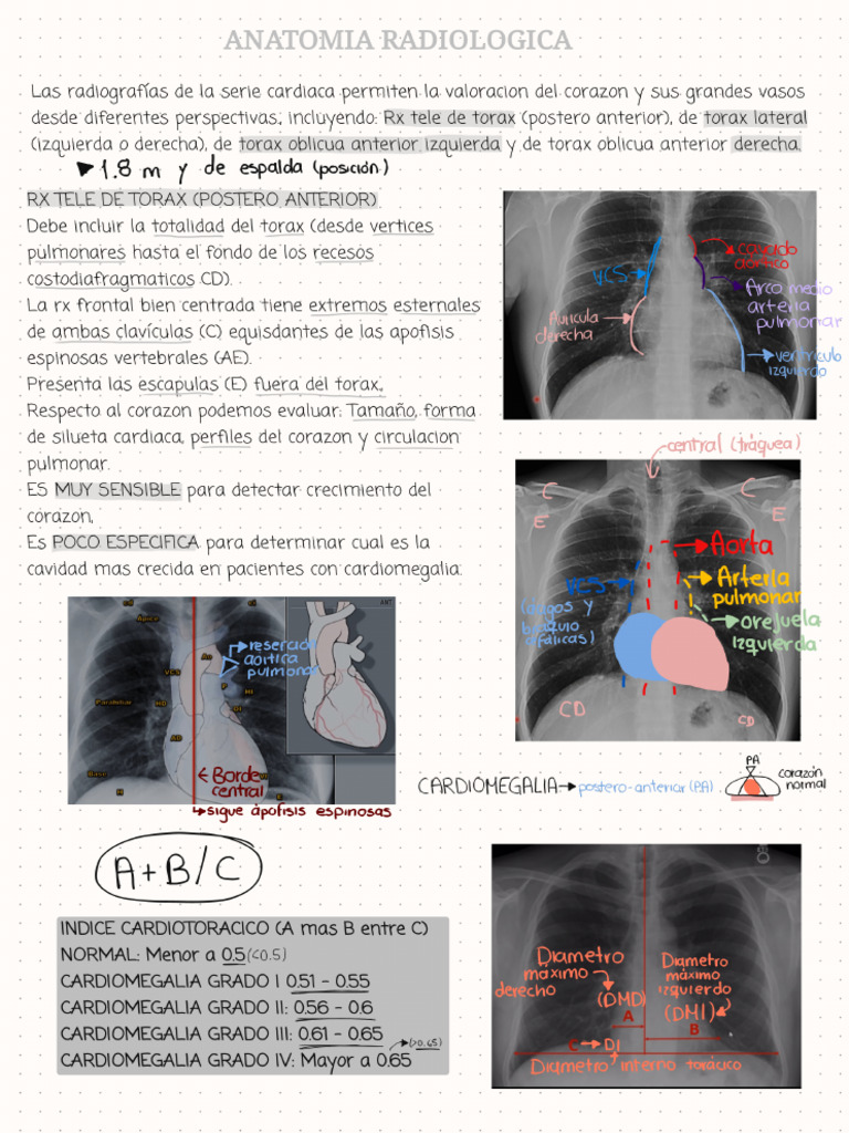 Anatomia Radiologica | PDF