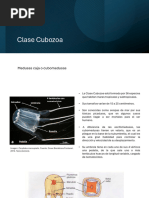 Clase Anthozoa | PDF