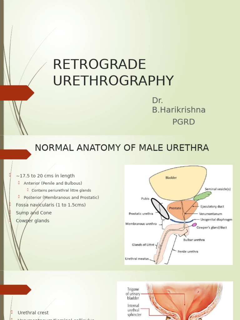 rgu | PDF | Urology | Genitourinary System