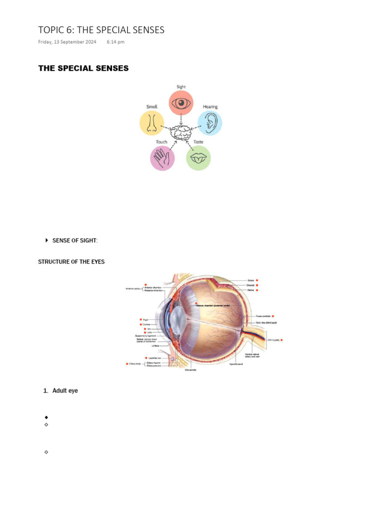 Understanding the Special Senses | PDF | Ear | Senses