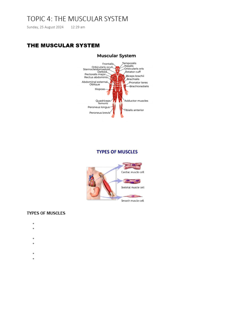 Overview of the Muscular System | PDF | Muscle | Muscle Contraction