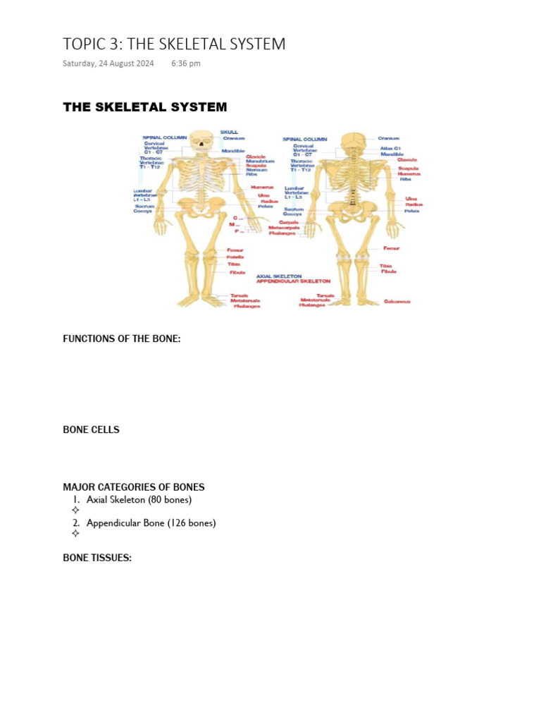 TOPIC 3 THE SKELETAL SYSTEM | PDF | Vertebral Column | Bone