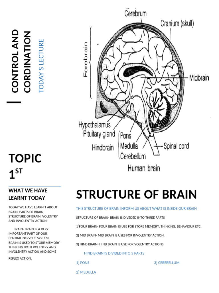 Understanding Brain Structure and Functions | PDF