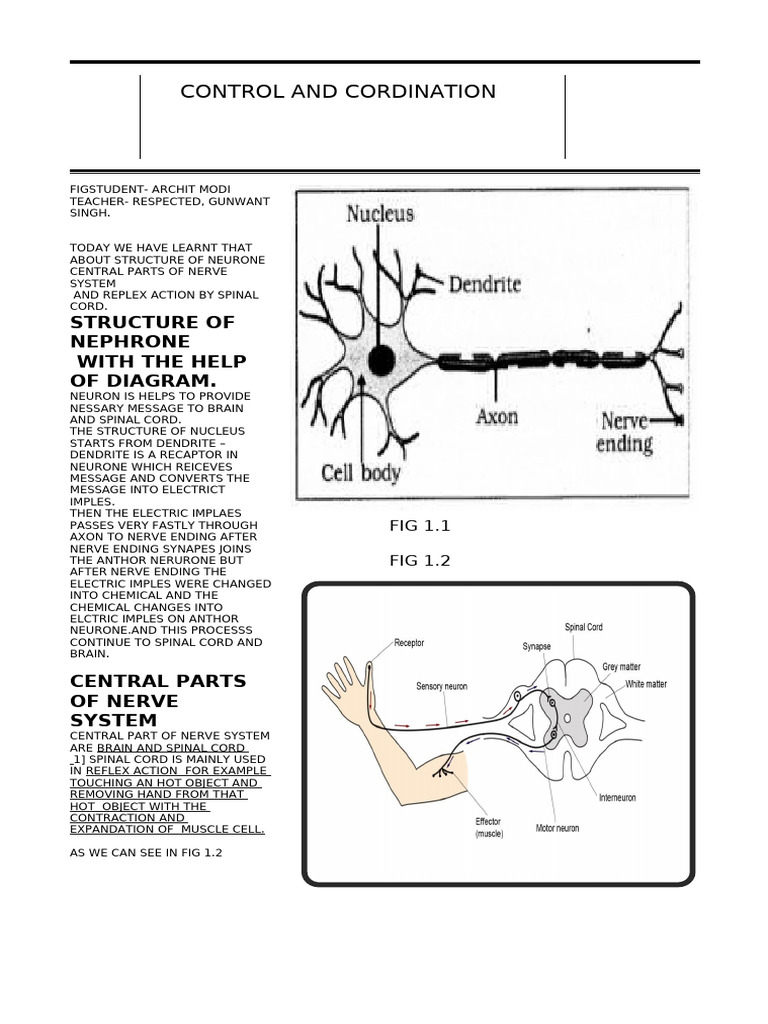 Control and Cordination Presentation | PDF | Nerve | Neuron
