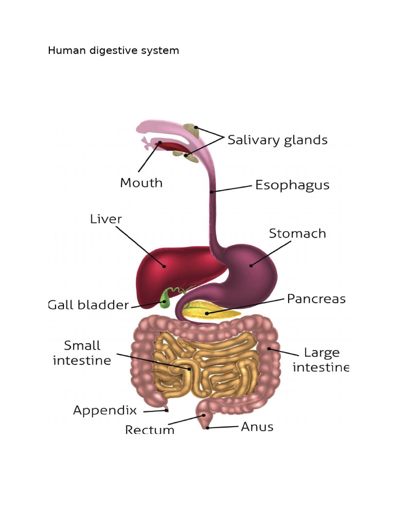 DIGESTION IN HUMAN BEINGS | PDF DIGESTION IN HUMAN BEINGS | PDF