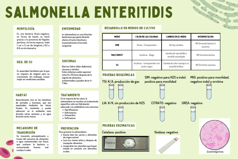 Características y Diagnóstico de Salmonella | PDF | Salmonela ...