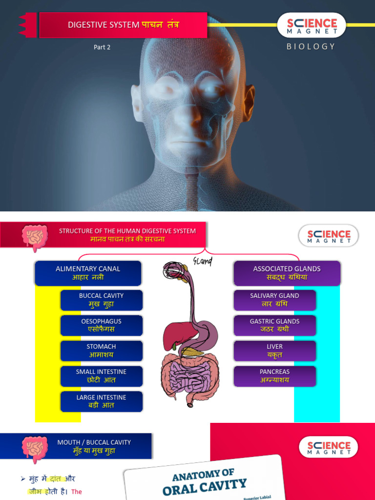 Biology Digestive System | PDF