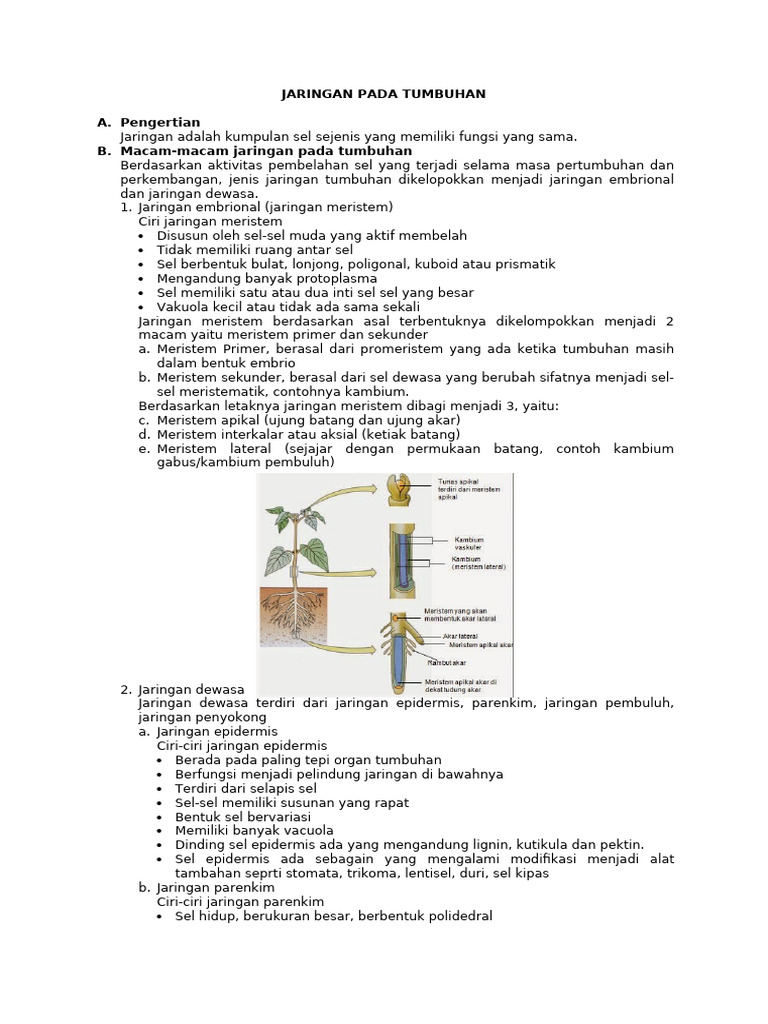 Jaringan Pada Tumbuhan | PDF