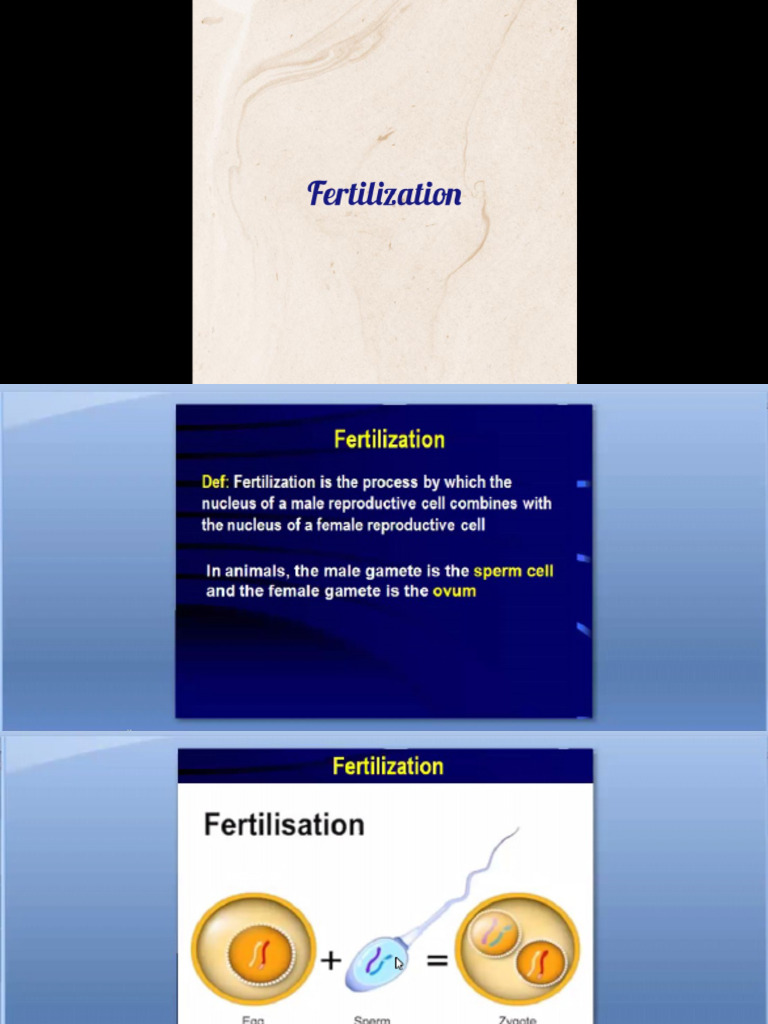 Fertilization | PDF