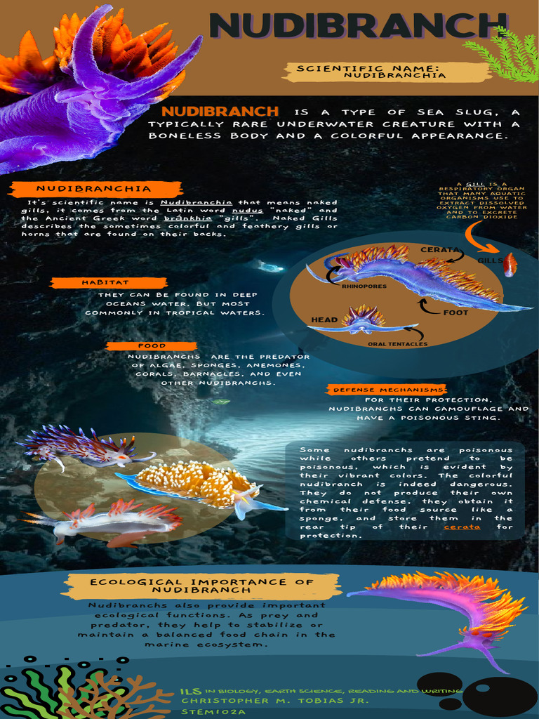 NUDIBRANCH | PDF | Earth Sciences | Nature