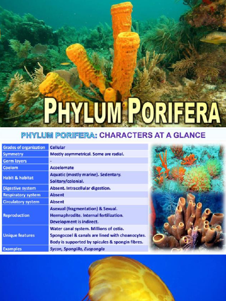 ANIMAL KINGDOM INVERTEBRATES | PDF