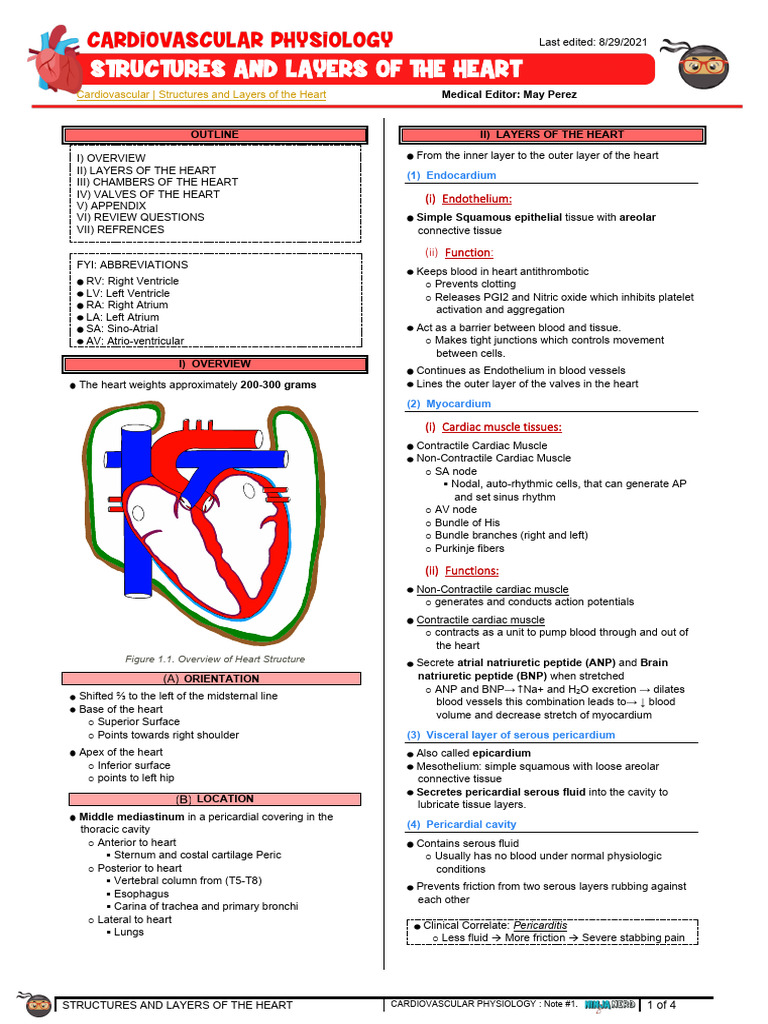 Structures and Layers of The Heart Atf | PDF | Heart Valve | Atrium (Heart)