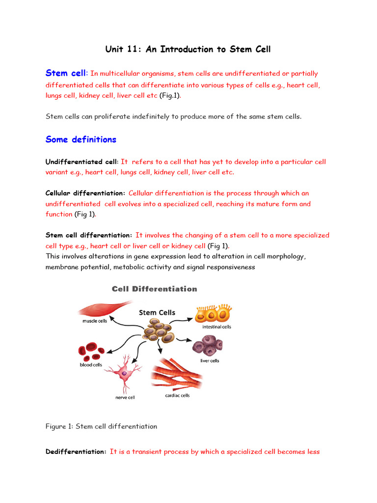 An Introduction To Stem Cell | PDF | Cell Potency | Stem Cell