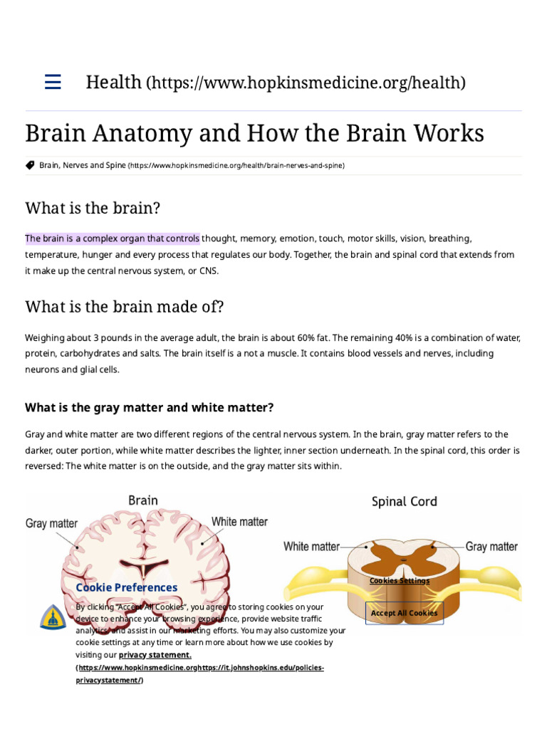 Brain Anatomy and How The Brain Works - Johns Hopkins Medicine | PDF ...