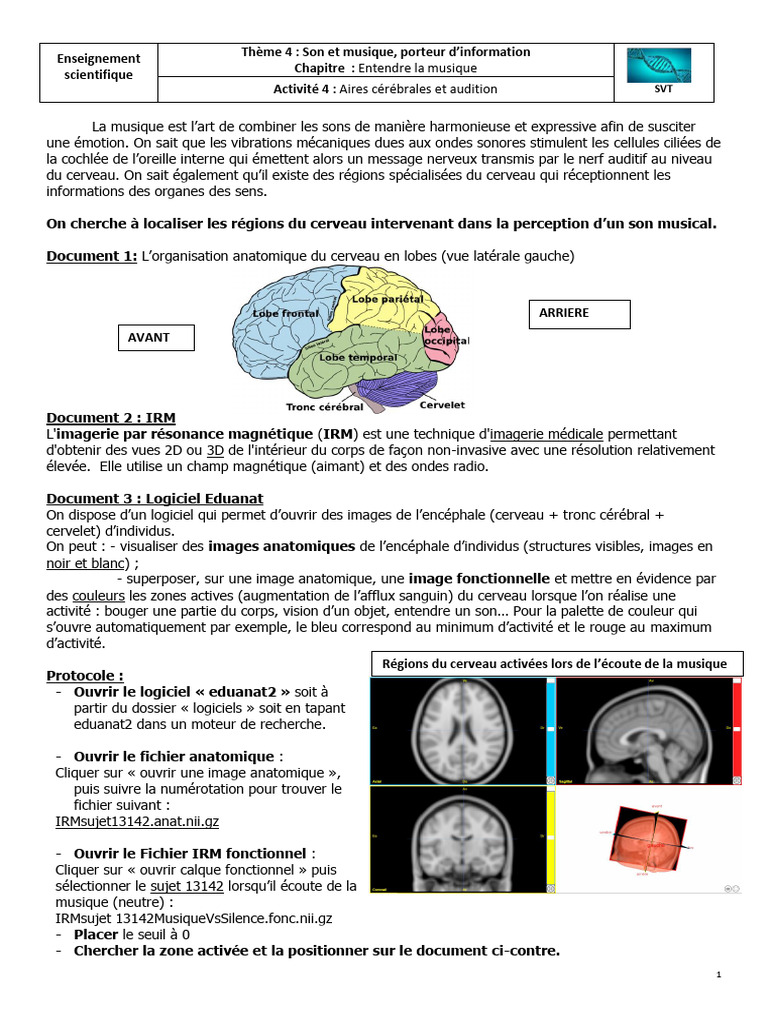 Th4 Chap 4 Activité 4 Aires Crébrales Et Audition | PDF | Cerveau | Imagerie par résonance ...