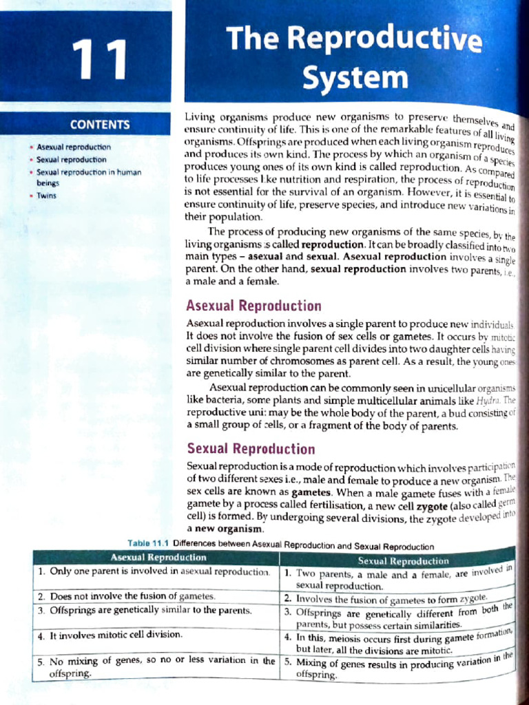 Reproductive System | PDF | Menstrual Cycle | Uterus