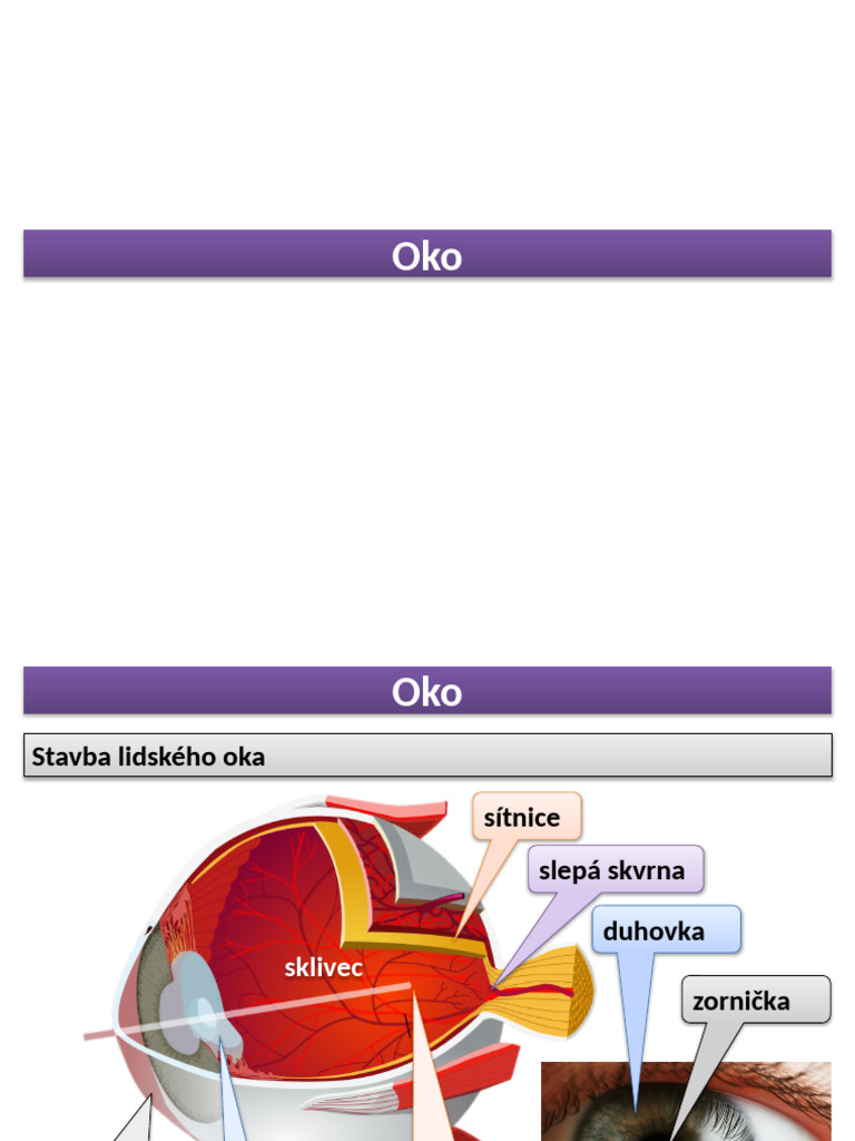 11 Oko | PDF