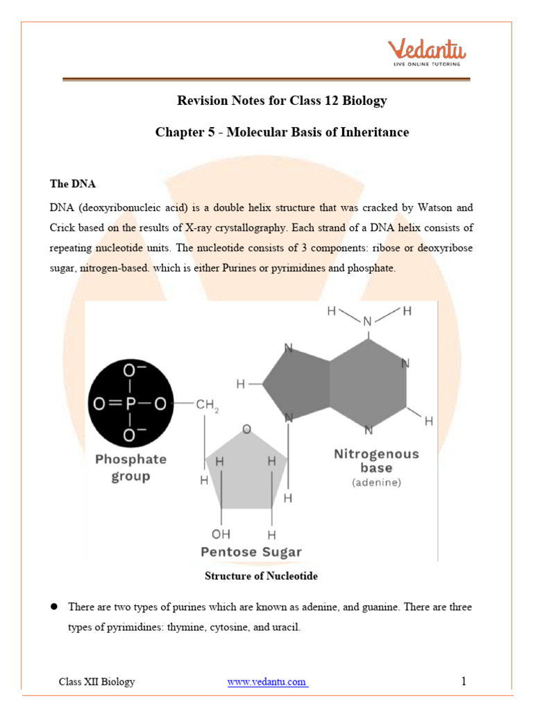 Biology Chapter 5 Molecular Basis of Inheritance Class 12 Notes PDF ...