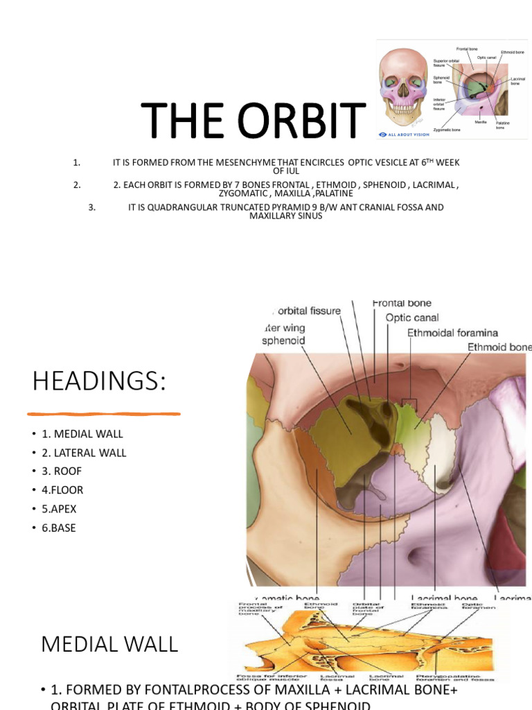 PresentationORBIT 1 | PDF | Human Head And Neck | Human Anatomy