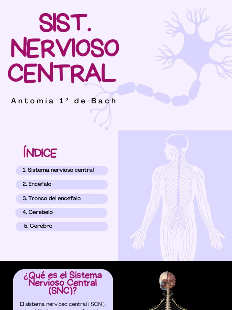 Anatomía del SNC para Bachillerato | PDF | Cerebro | Sistema nervioso ...