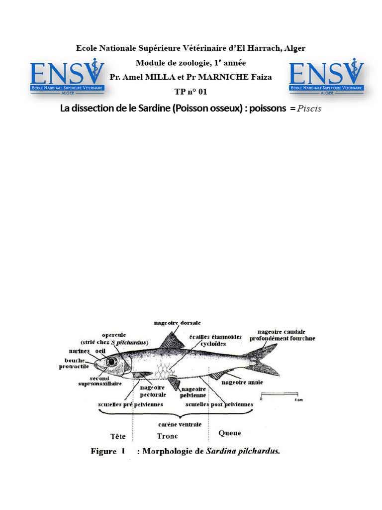 Dissection et Anatomie de la Sardine | PDF | Poisson | Branchie
