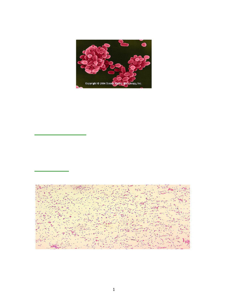 brucella | PDF | Infection | Microbiology