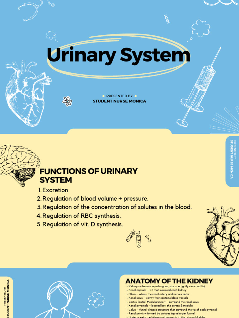 Urinary System | PDF | Kidney | Urinary System