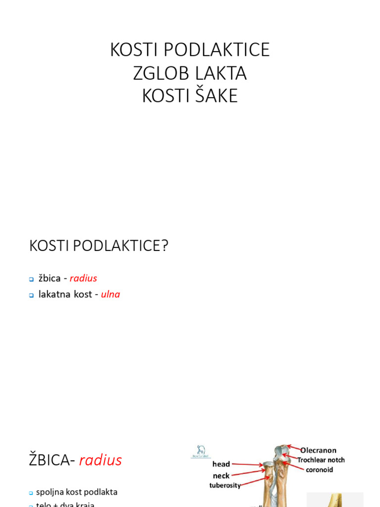 Kosti Podlaktice - Zglob Lakta - Kosti Sake 6. | PDF