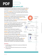 Specialised Animal Cells - Living Organisms - KS3 Biology - BBC ...