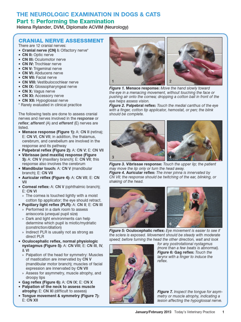 Neurological Exam in Dogs: Reflexes | PDF | Nervous System | Human Anatomy