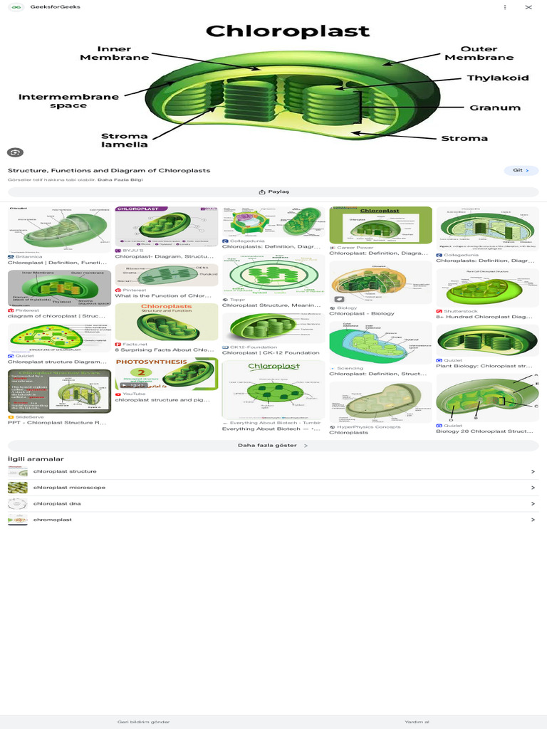 Function of Chloroplast | PDF | Cytoplasm | Biotechnology