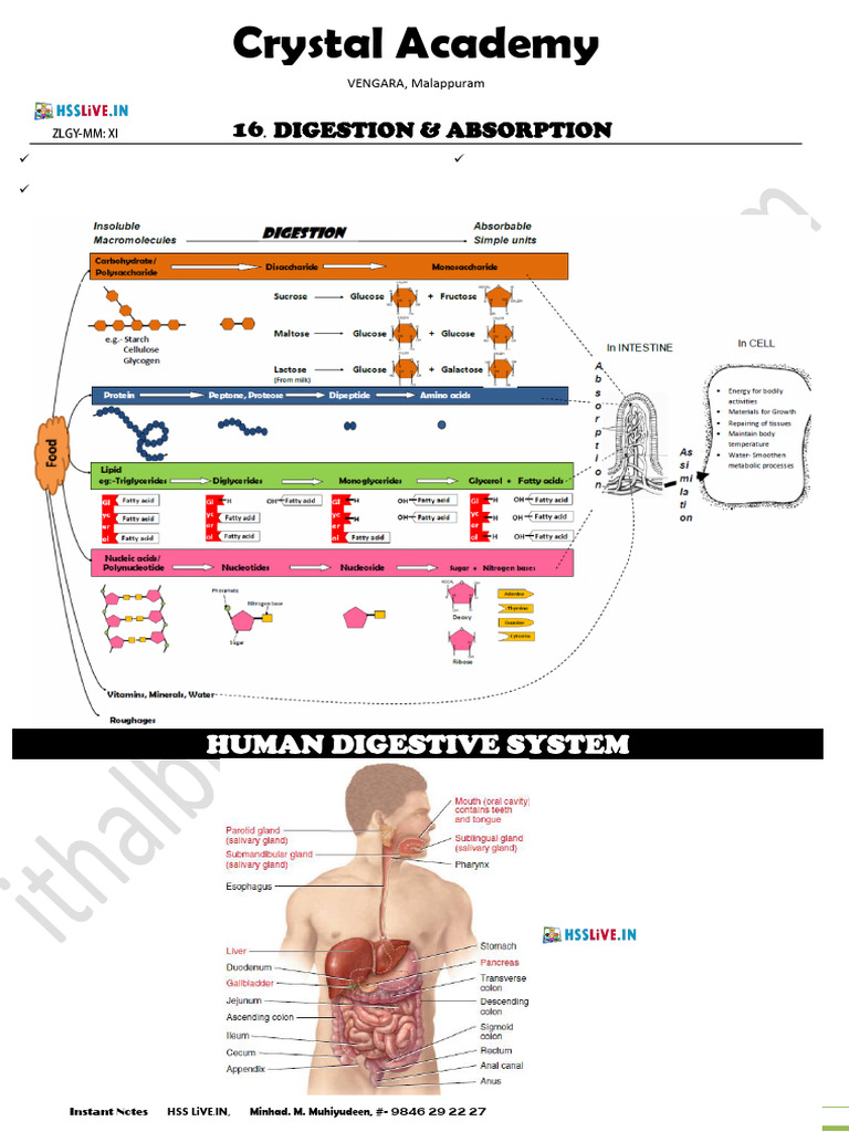 zoology | PDF | Digestion | Small Intestine