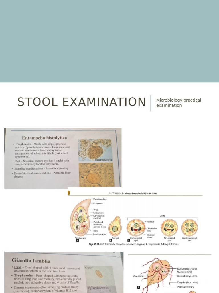 Stool Examination Spotters | PDF | Science & Mathematics