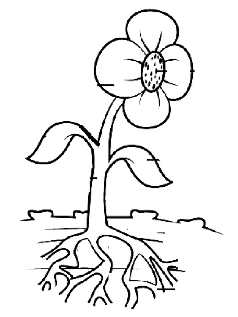 Flor Dibujo | PDF