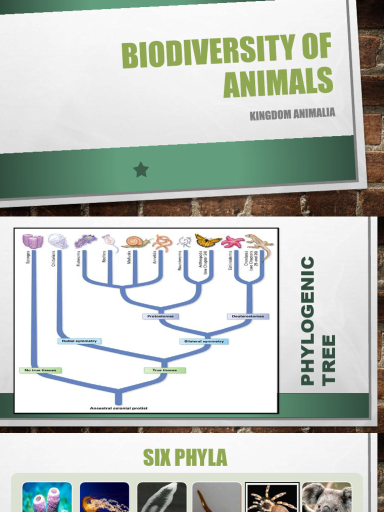 Biodiversity of Animals | PDF | Anatomy