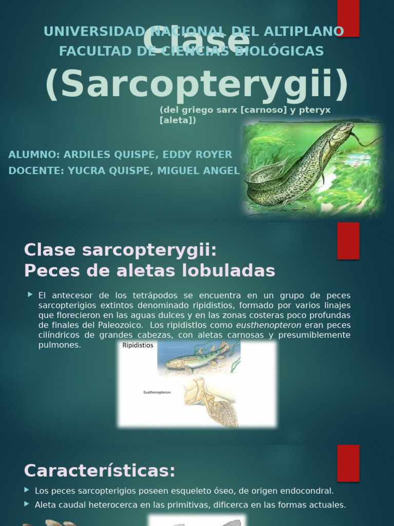 Características de los Sarcopterigios | PDF | Pescado | Vertebrados ...