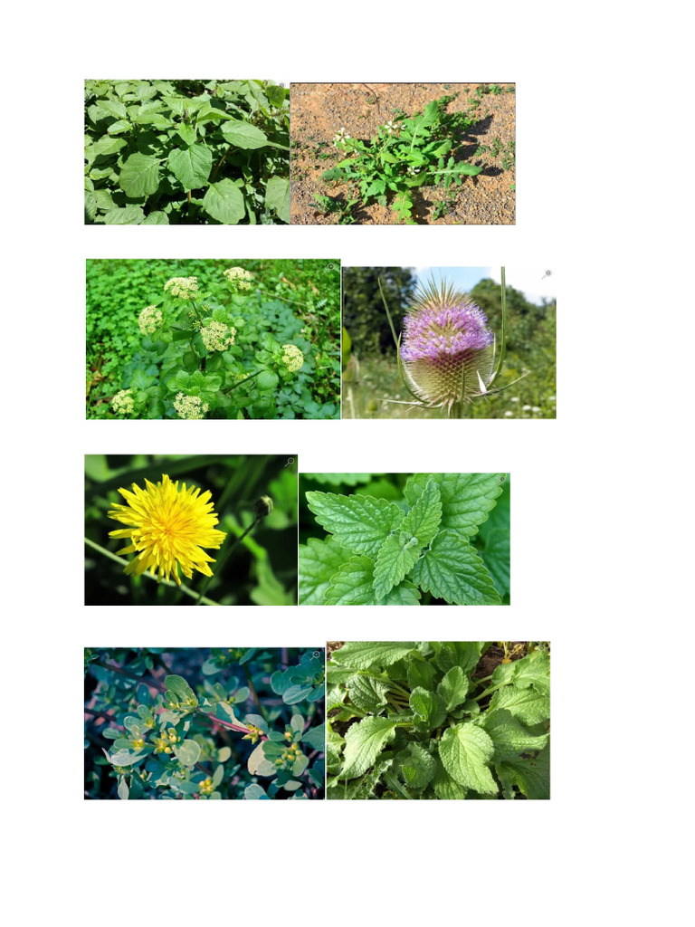 IMAGENS PLANTAS | PDF