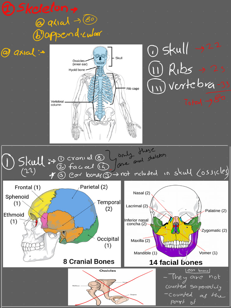 Bones (Back to Basics) | PDF