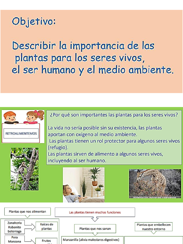 Las plantas 2 | PDF