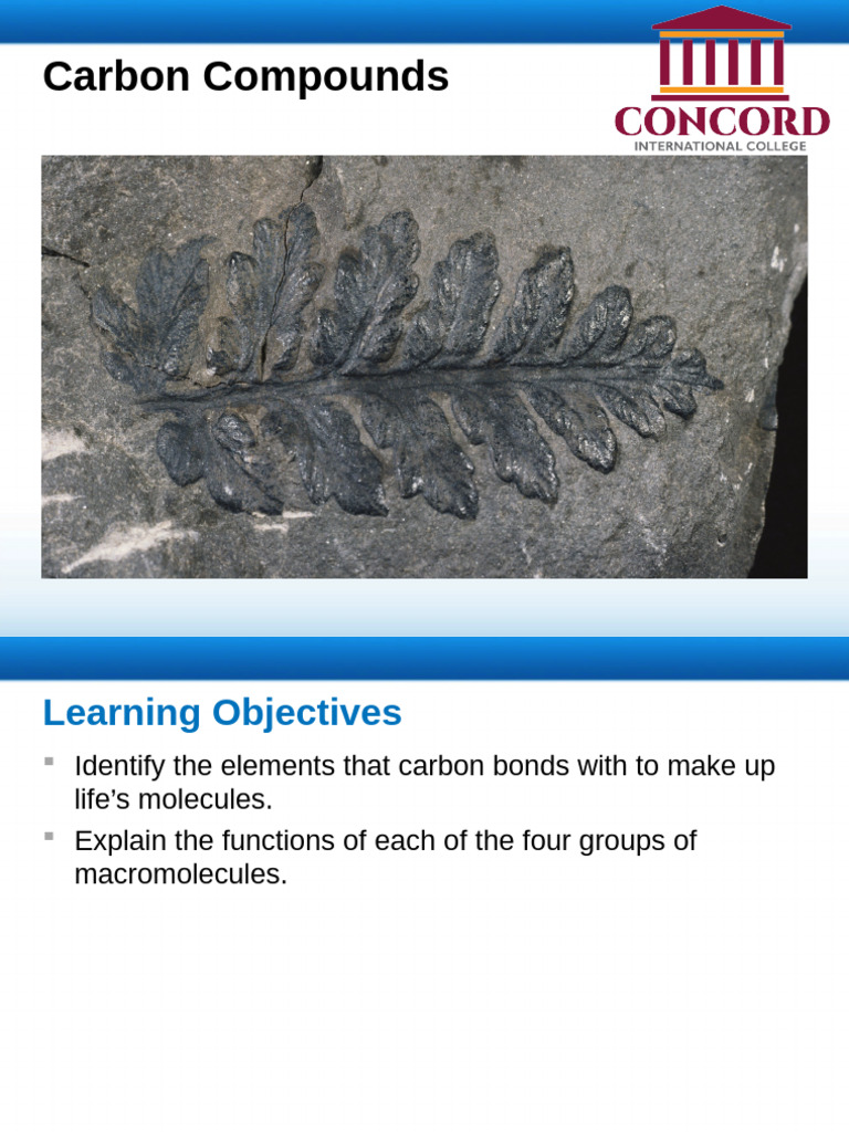 Understanding Carbon Compounds and Macromolecules | PDF | Carbohydrates ...