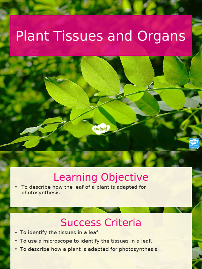 Plant Tissues and Organs | PDF | Leaf | Tissue (Biology)
