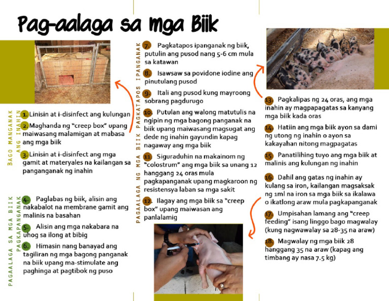 Piglet Management Inside Pdf