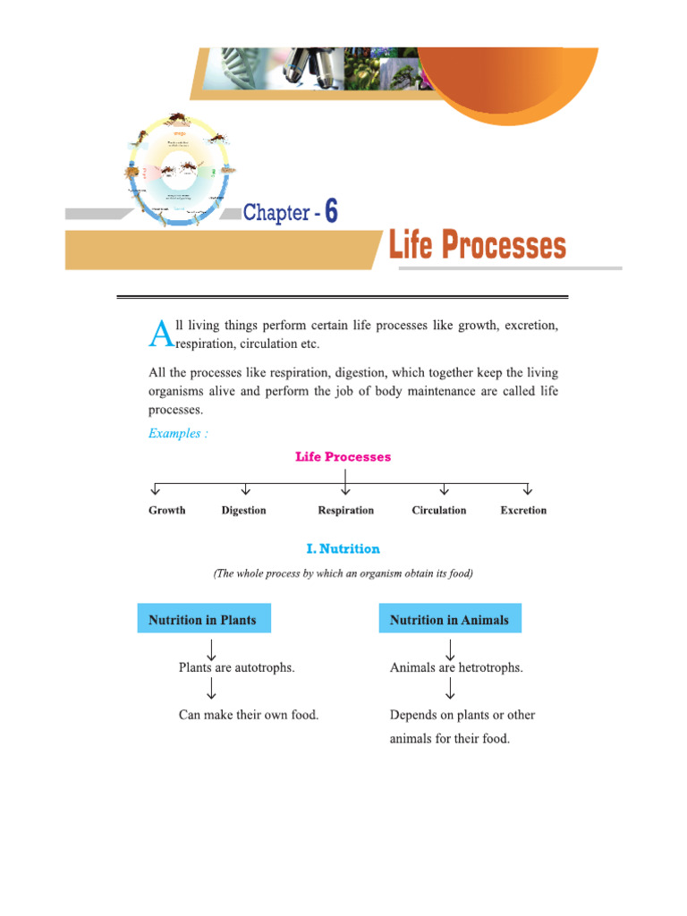 Life Processes Notes Pdf Stoma Anatomy