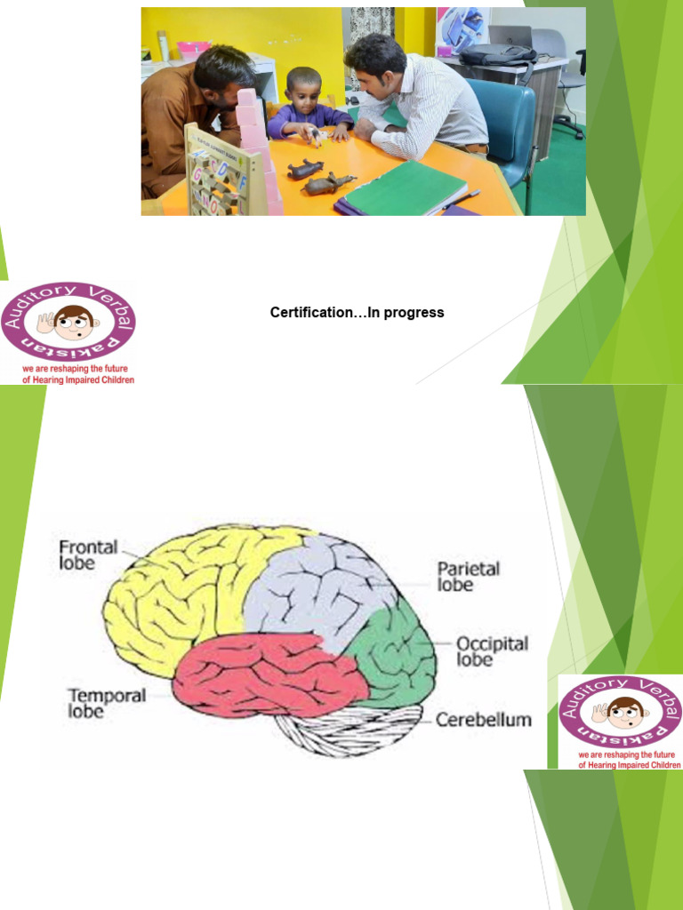 Brain Development and Auditory Learning | PDF | Neuroplasticity | Synapse
