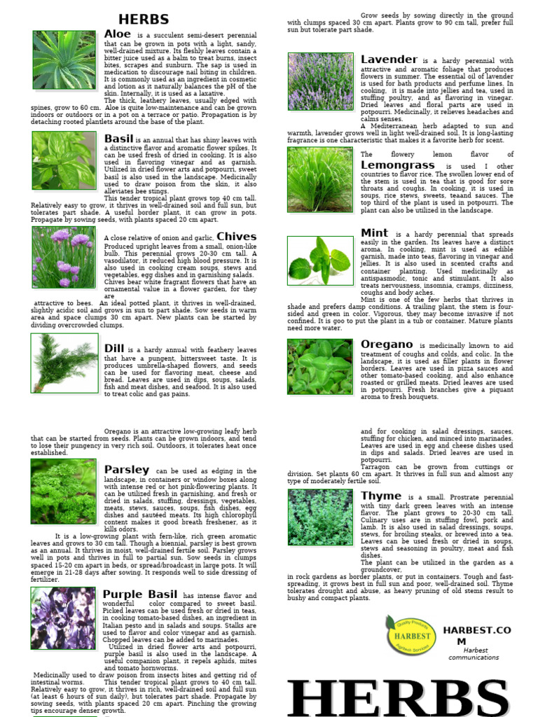 FIELD GUIDE IN HERBS PRODUCTION Revised Nov... | PDF | Parsley | Mentha