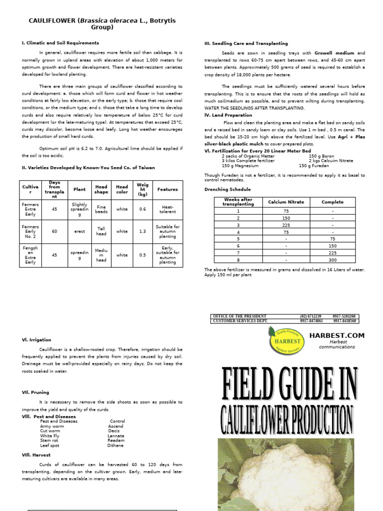 FIELD GUIDE IN CAULIFLOWER PRODUCTION revised Nov | PDF | Cauliflower ...