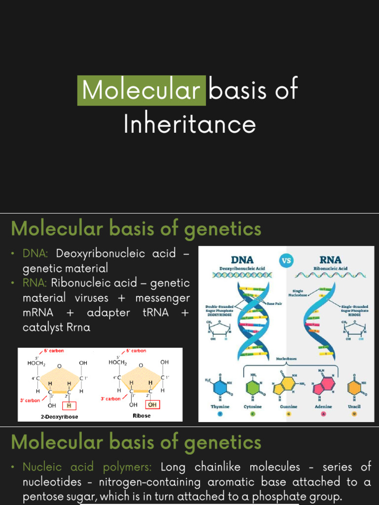 Chapter 6_Molecular Basis of Inheritance | PDF