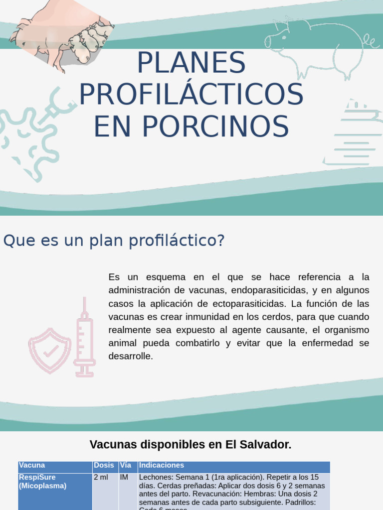Plan Profilactico en Cerdos Porcinocultura. | PDF | Neumonía | Micoplasma