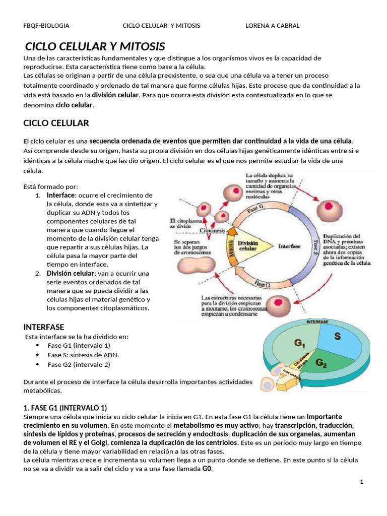 Ciclo Celular y Mitosis | PDF | Mitosis | P53